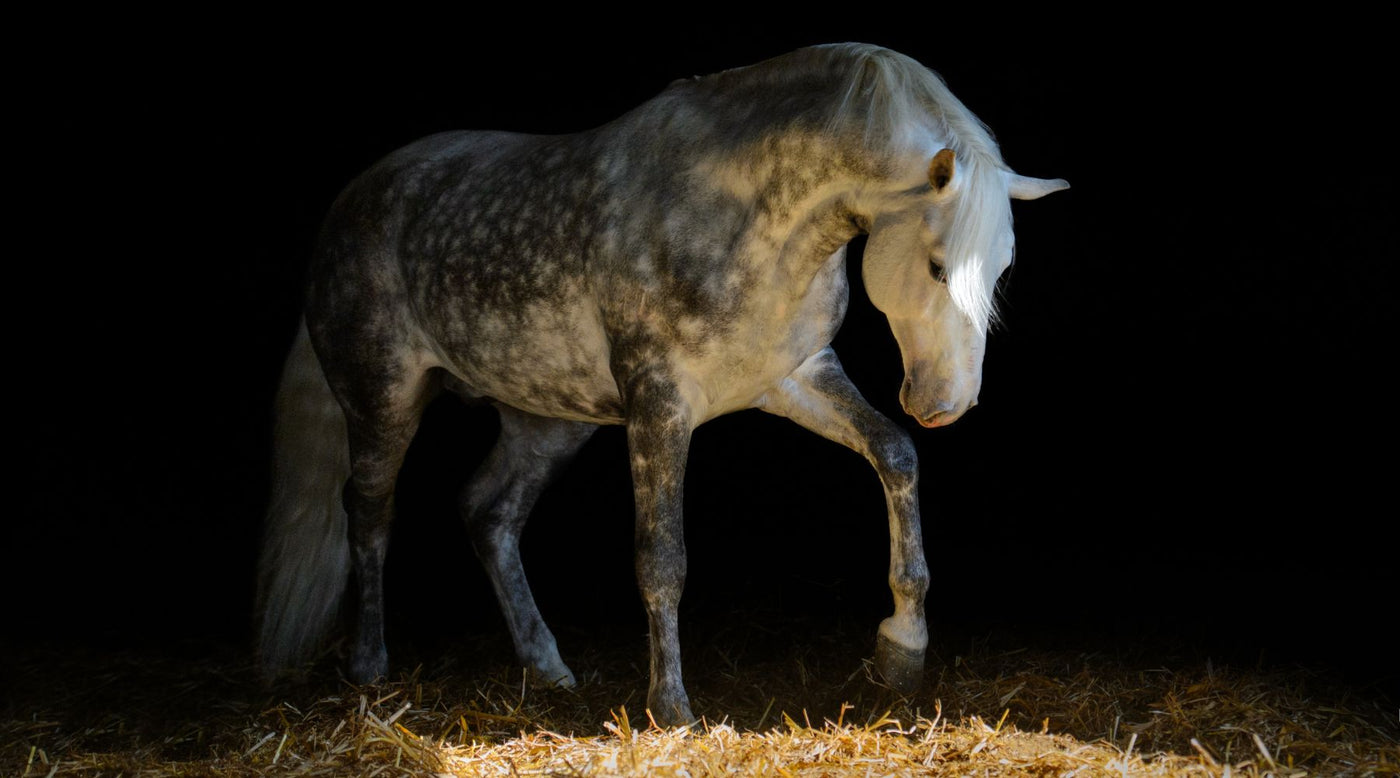 High-Quality Fly Sheets and Fly Masks for Your Equine Athlete